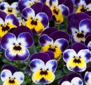 Виола рогатая (Viola cornuta) Floral Power Golden Blues, 100 семян