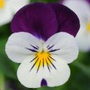 Виола рогатая (Viola cornuta) Sorbet Orange Jump Up, 100 семян