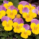 Виола рогатая (Viola cornuta) Sorbet Orange Jump Up, 100 семян