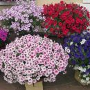 Петуния ампельная (Petunia trayling F1) Opera Supreme Raspberry Ice, 50 ...