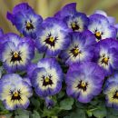 Виола рогатая (Viola cornuta) Sorbet Orange Jump Up, 100 семян
